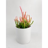 Firestick Pencil Cactus Euphorbia Tirucalli Succulent - Walmart.com