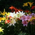 Lilium Mixed Lily Flower Bulbs for Cut Planting - Pack of 10 - Oohs and ...