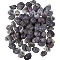 Chank Shell Divine Conch Shell 8-9" Large Decorative Seashell - Walmart.com