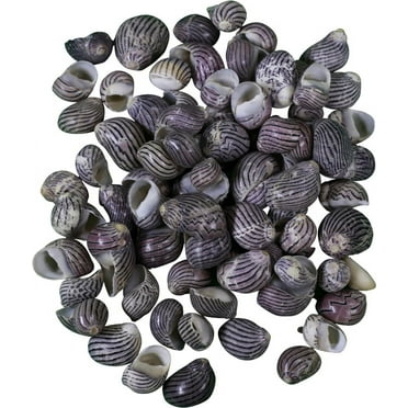 Trochus Tiny Pearled Craft Assorted Shells Bulk Seashells (1 Kilo ...