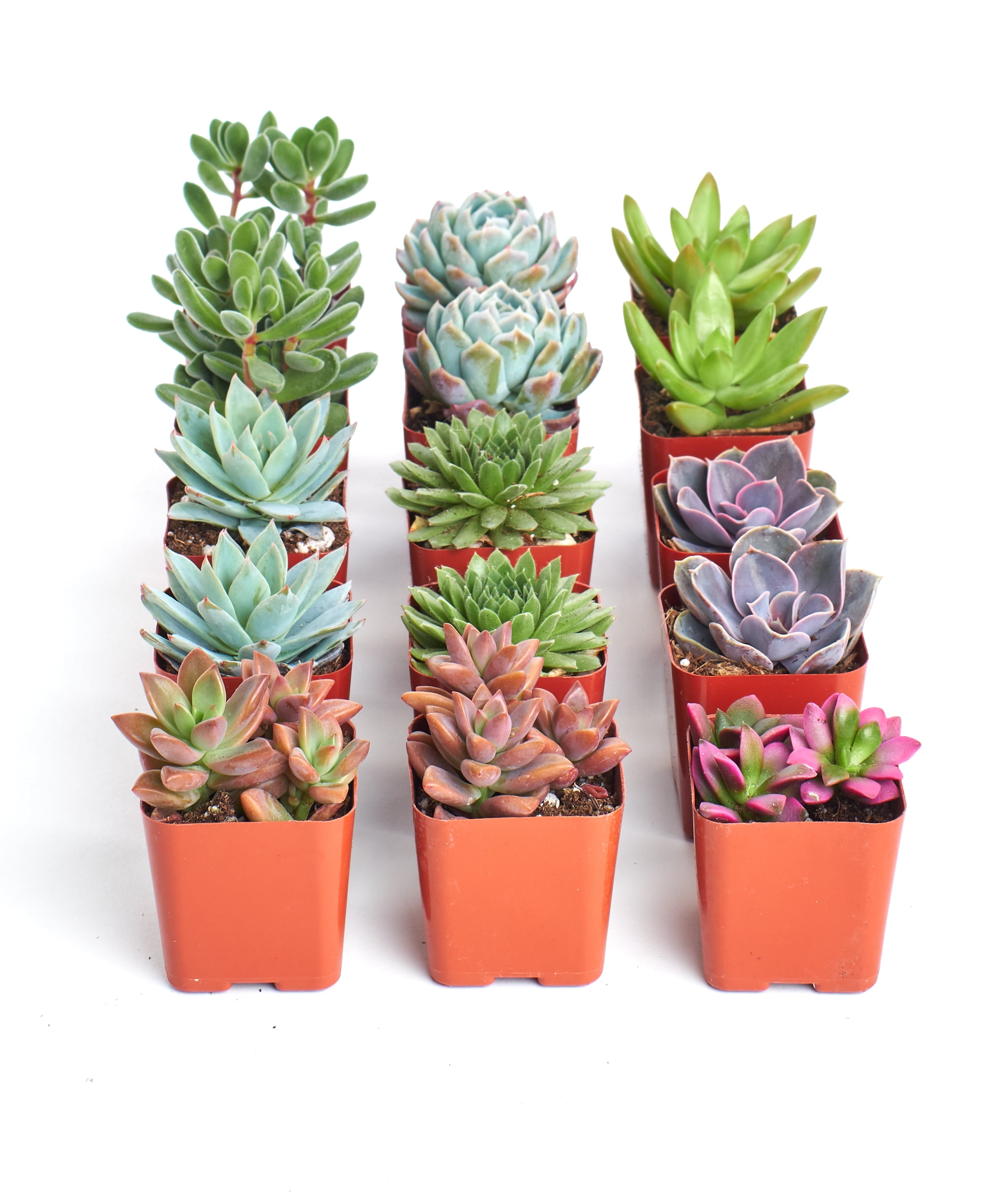 Home Botanicals Assorted Succulent (Collection of 15) - Walmart.com