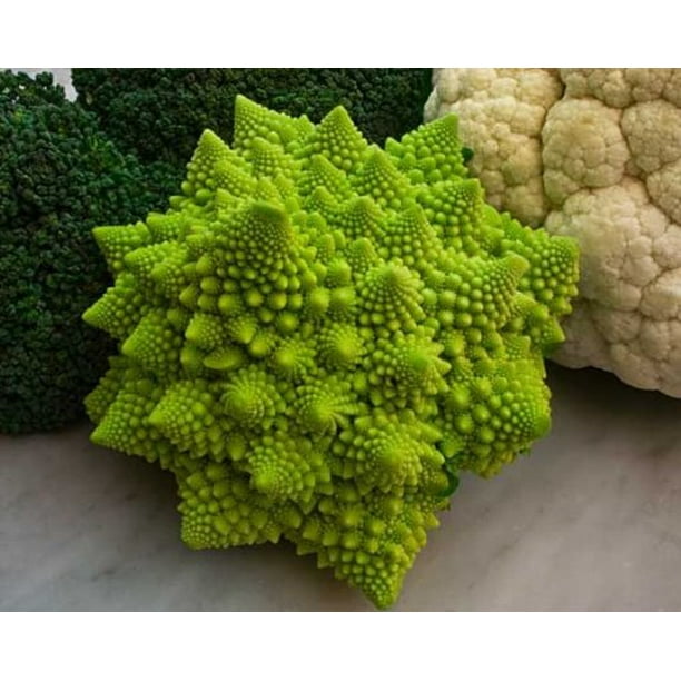 Broccoli Romanesco AKA Cauliflower Great Heirloom Vegetable By Seed ...