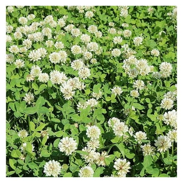 Whitetail Deer Food Plot Seed | Turnip Radish Clover Wheat Rye Oats Mix ...