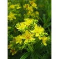 1500 Great SAINT JOHNS WORT St John's Hypericum Pyramidatum Yellow ...