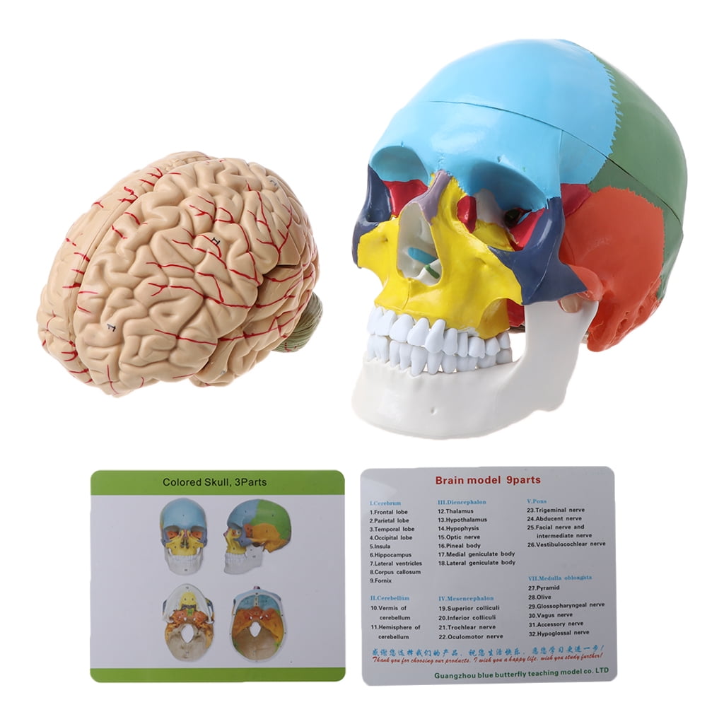 Brain Stem Anatomy Model