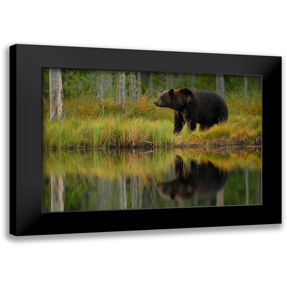 Gavra, Assaf 14x11 Black Modern Framed Museum Art Print Titled - Bear ...