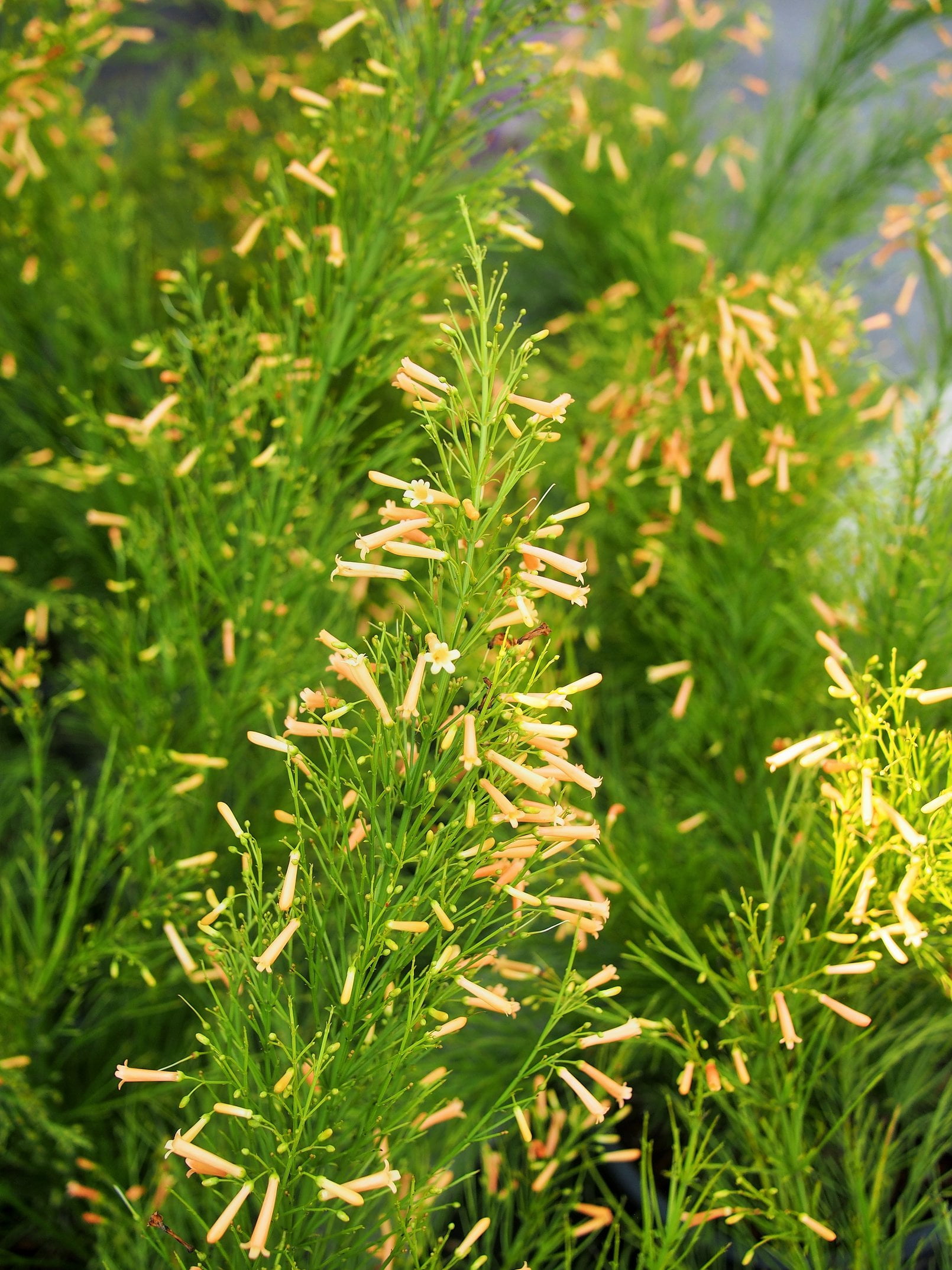 Firecracker Yellow Russelia Equisetiformis Starter Plant, Lot of 2 ...