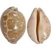 Coco Midrib Sea Shell Pack: Natural, 6 inches - Walmart.com
