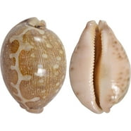 Coco Midrib Sea Shell Pack: Natural, 6 inches - Walmart.com