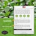 2 Packs Corn Salad Verte De Cambrai Seeds - Lamb's Lettuce or Mache ...