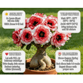 Premium Perennial - Desert Rose Succulent Plants Bulbs - Long Lasting ...