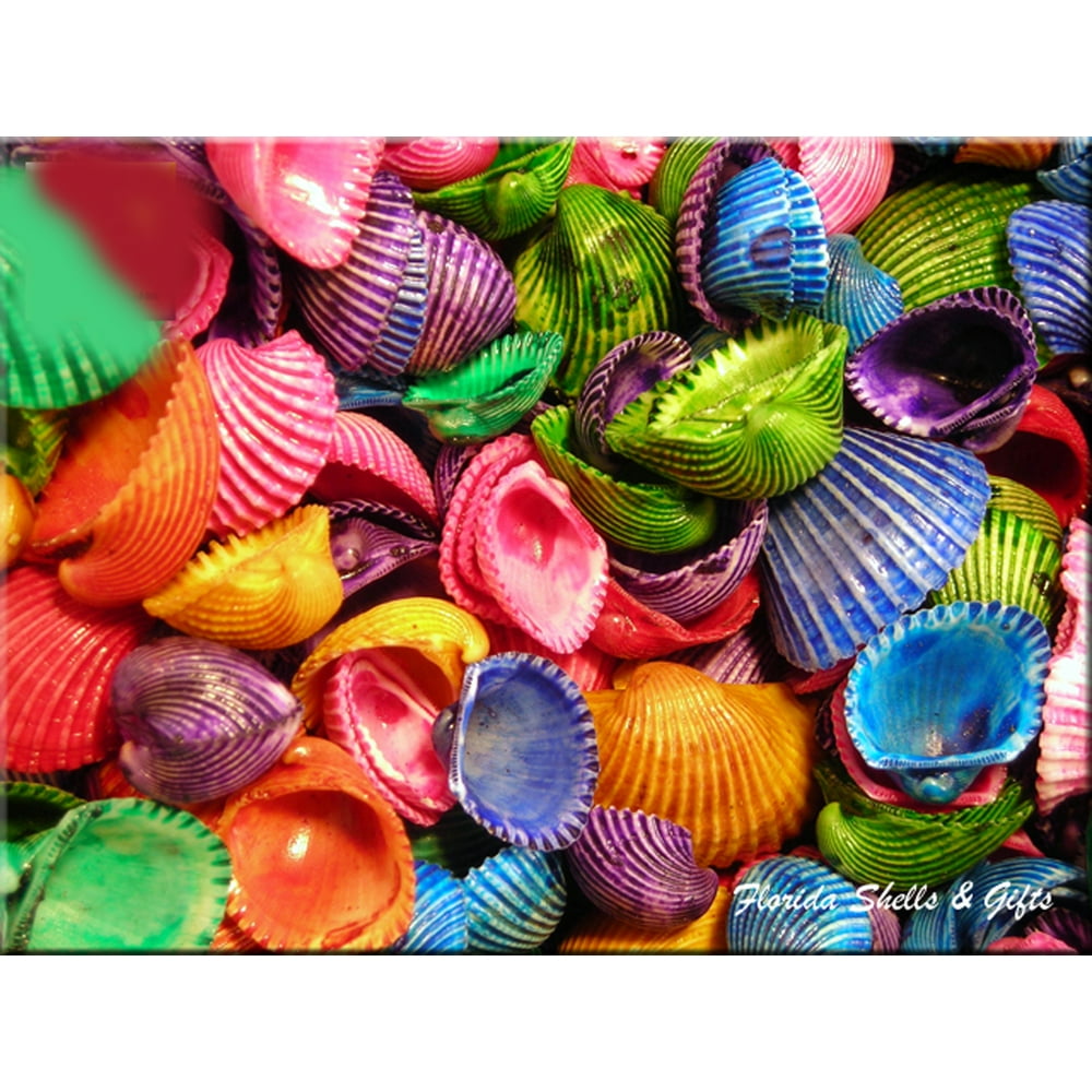 Bulk 1 Lb (400+) Tiny Dyed Ark Shells Mini Seashells (1/2-3/4") Beach ...