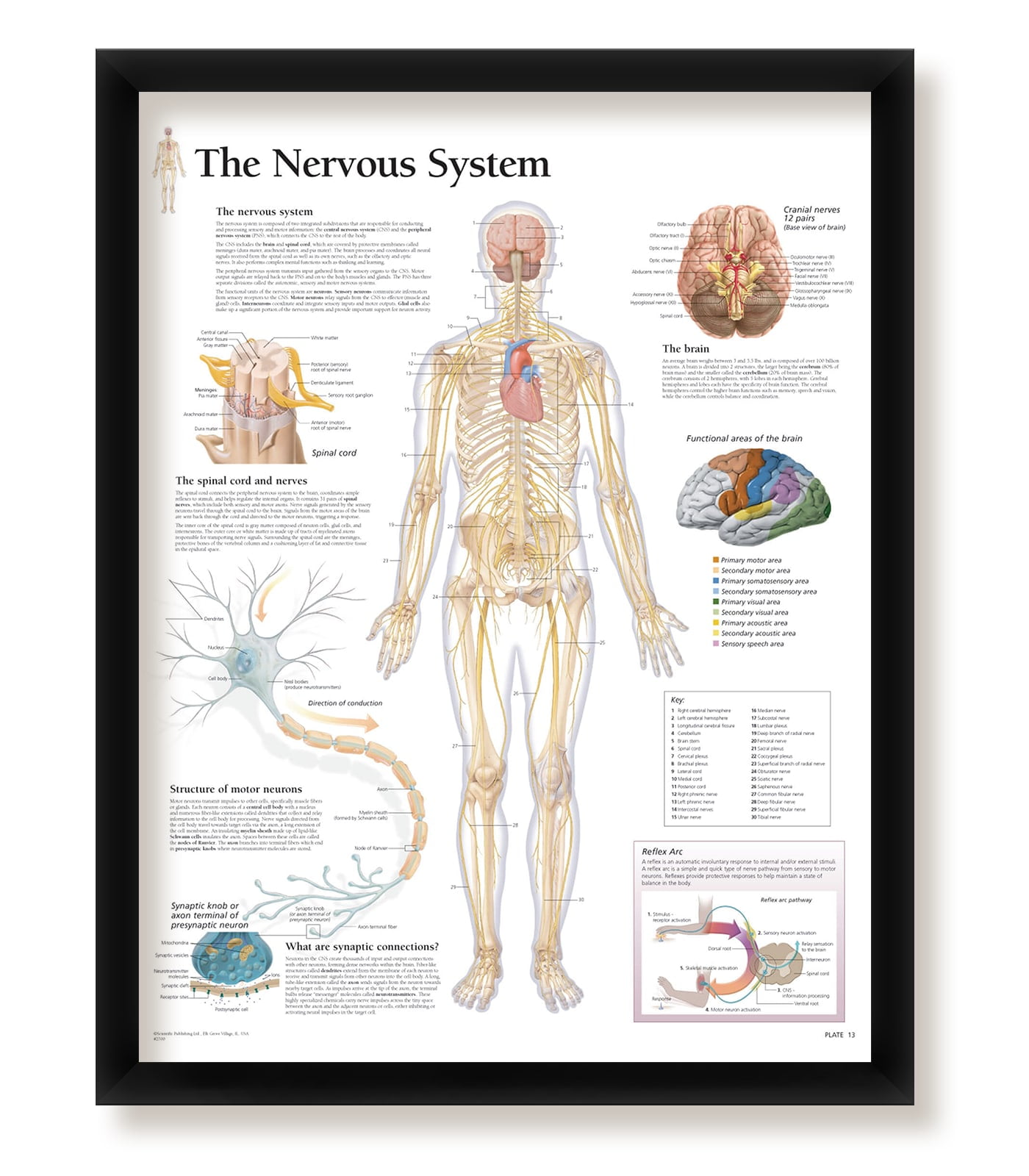 The Nervous System Framed Medical Educational Informational Poster ...