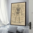 Anatomical Poster The Human Skeleton Posters (3) Painting On Canvas ...