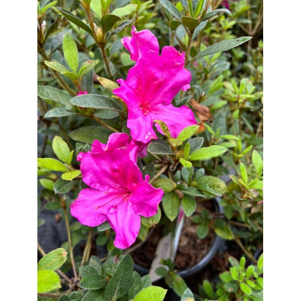 Encore Azalea 3 Gallon
