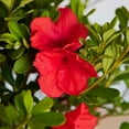 Encore Azalea Autumn Sunset (1 Gallon) Orange-Red Flowering Shrub ...