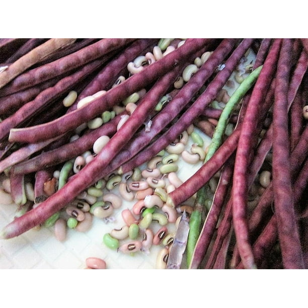 25 RED NOODLE BEAN Yard Long Asparagus Bean Chinese Phaseolus Vulgaris ...