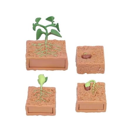 Life Cycle Of Bean Plants Plant Growth Cycle Toy Plant Growth Cycle Toy ...