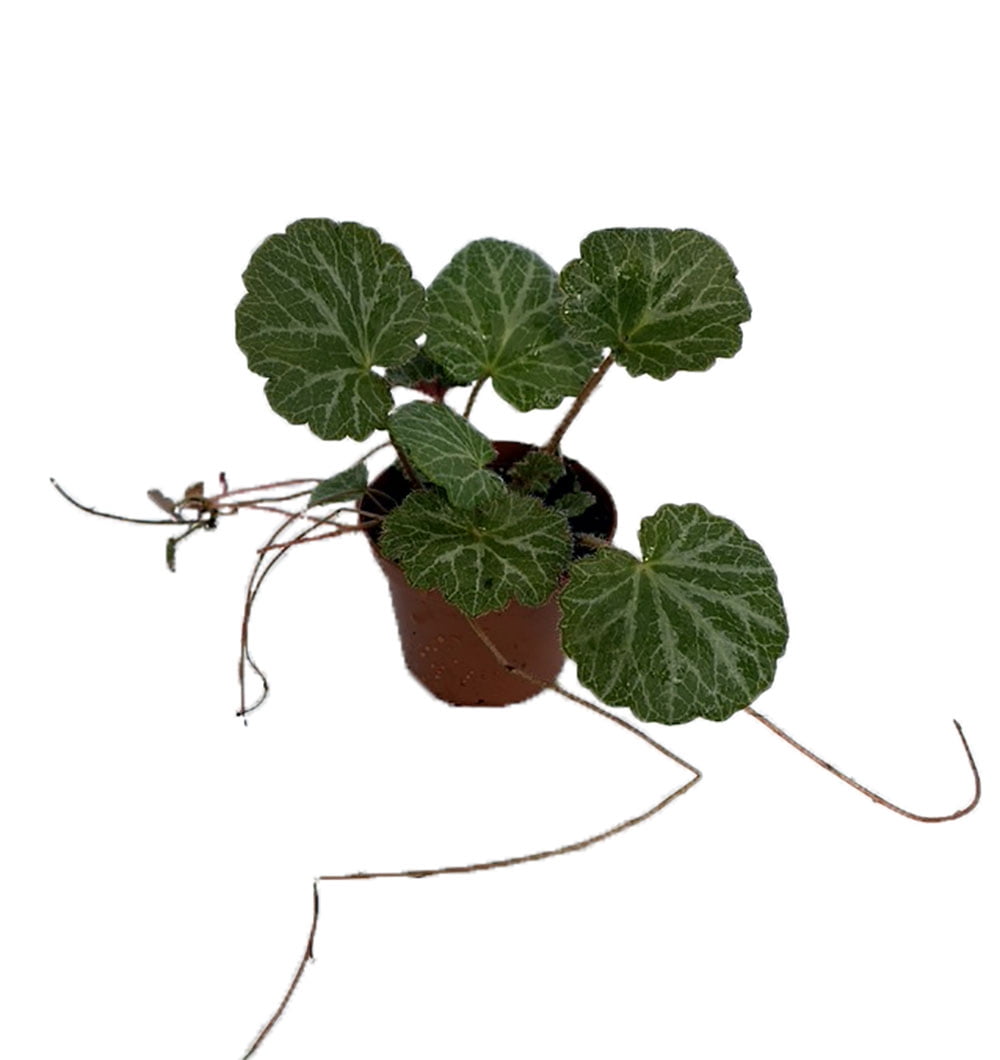 Plants Air Purifying Non-toxic Easy Care Houseplant Saxifraga ...