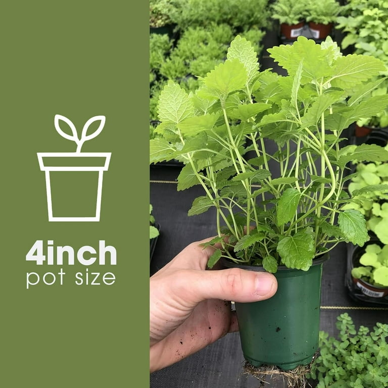 Pumpkin Stencil Crow Stencil Raven Stencil Primitive Flying Raven ...