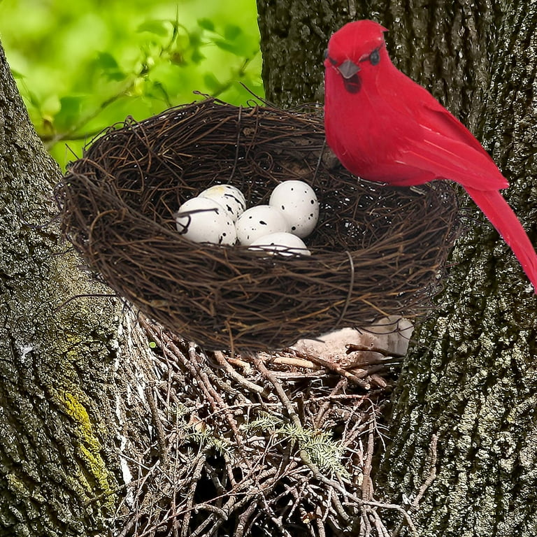 Cardinal Bird Nest