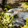 Large Realistic Common Barn Owl Swooping Over Tree Stump Glass Eyes ...
