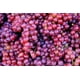 20+ Red Concord Grape Seeds - Grow Grape Vines for Wine Making, Fruit ...