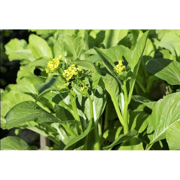 Bok Choy Vegetable
