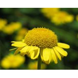 250 GOLDEN MARGUERITE DAISY Dyer's Yellow Chamomile Anthemis Tinctoria ...