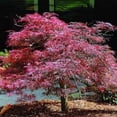 Inaba Shidare Japanese Maple – Live Weeping Ornamental Trees, 3 Gallon ...