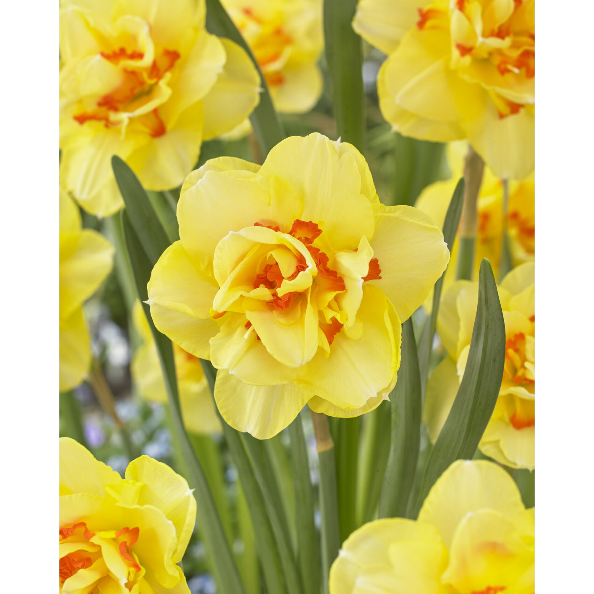 Click here for Tasc Narcissi Double Tahiti prices