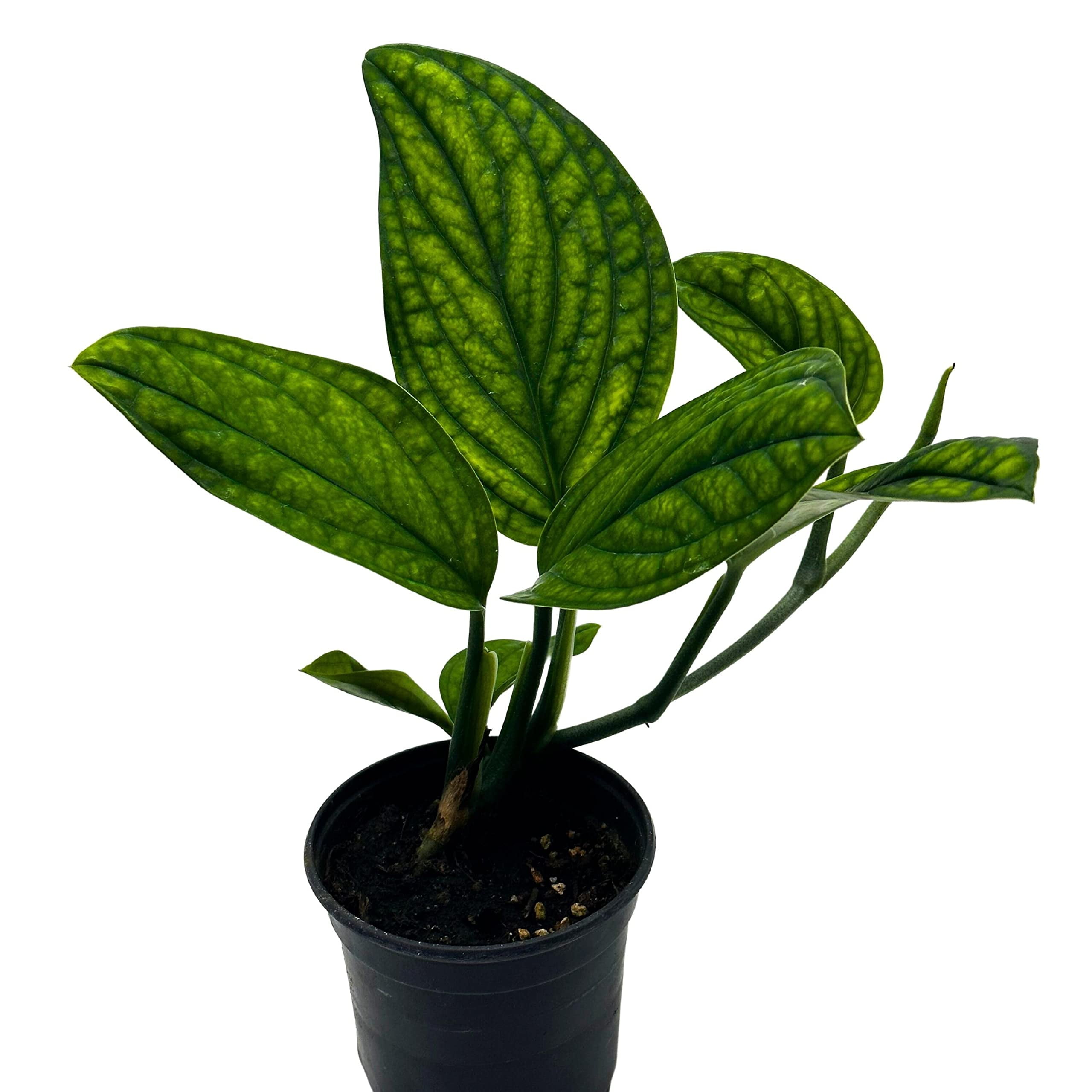 Monstera Peru, 4 inch, Monstera Karstenianum, Marble Planet ...