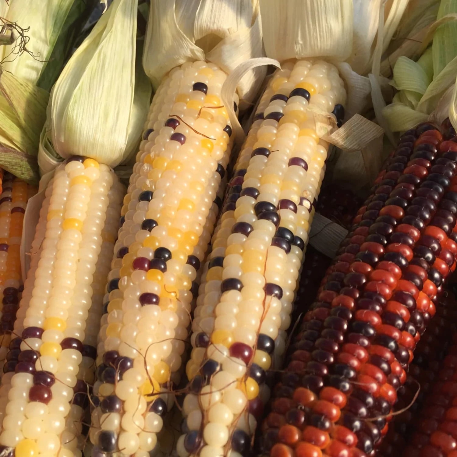 Ornamental Corn Seeds for Planting - Firecracker Variety Ornamental ...