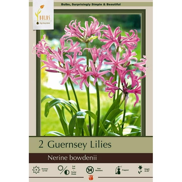 Japanese Spider Lily Nerine bowdenii Lily - 2 Bulbs - Deep Persian Rose ...