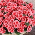 6 Peach Artificial Geranium Flowers Outdoor UV Resistant Garden Home ...