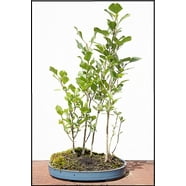 Gold Weeping Curly Willow Tree Cutting - Rarest of All Willows - Grow ...