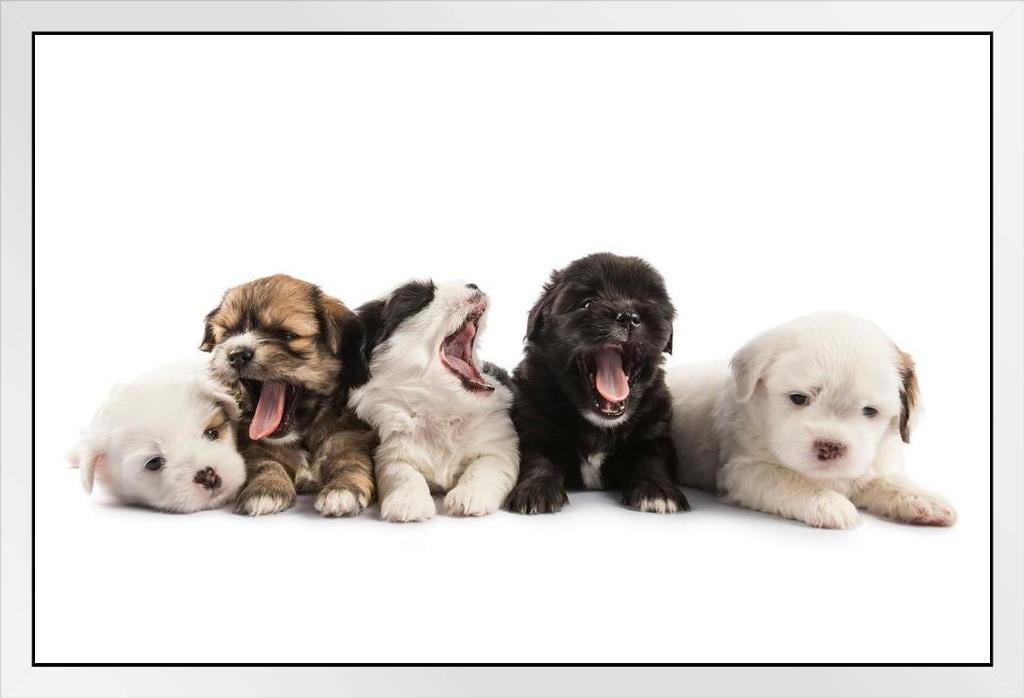 Five Cute Puppies Lying on Ground Puppy Posters For Wall Funny Dog Wall ...