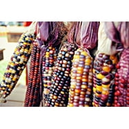 Corn, Indian Ornamental, Broom Corn, Heirloom, Non-GMO, 200 Seeds ...