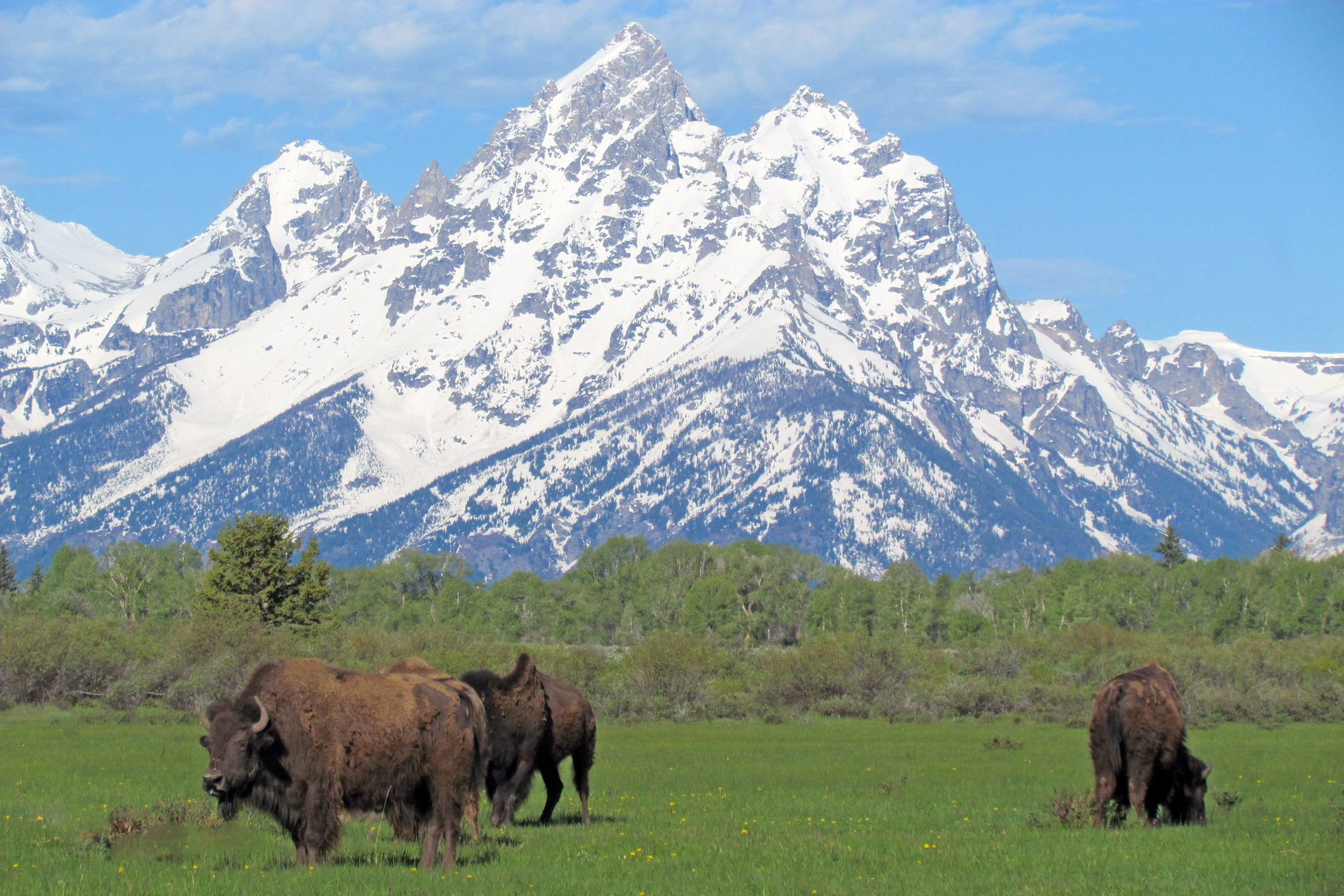 24x36 gallery poster, Bison grazing in Jackson Hole, Grand Teton ...