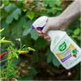 Garden Safe 24-Oz Organic Houseplant & Garden Insect Killer, Indoor Use ...