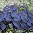 EuroBlooms Black Magic Elephant Ear Flower Bulbs, Bag of 1, Tropical ...