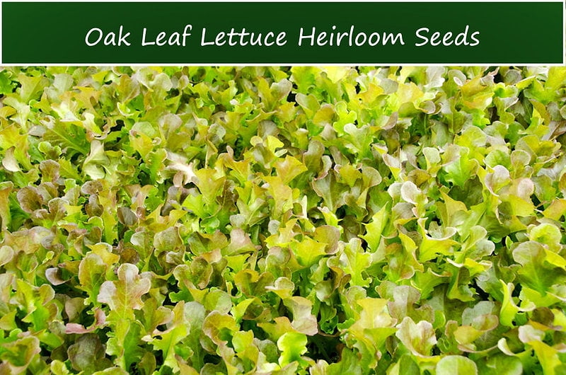 Lettuce Seeds-Oak Leaf Lettuce -Heirloom 500 SEEDS Garden Vegetable ...