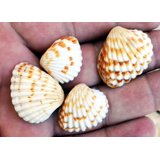 Set of 100 Small Brown and White Ark Shells (3/4' - 1") for Beach ...