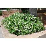 Confederate Jasmine Plants 1 Live 4 Inch Pot Trachelospermum ...