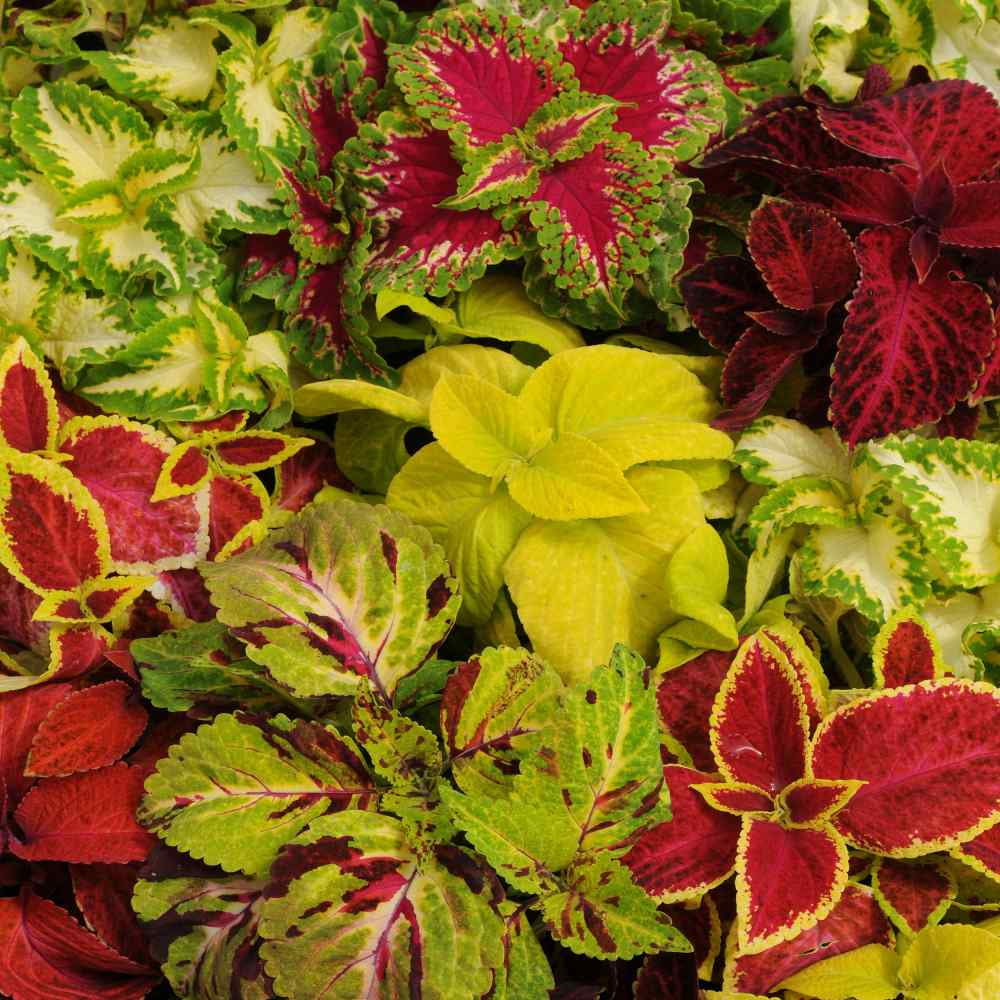 Outsidepride Coleus Wizard Mix - 400 Seeds - Walmart.com