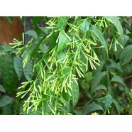 C's Red Edible Fig Plant - Ficus carica - Sweet - 2.5" Pot - Walmart.com