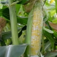 BULK Peaches & Cream SWEET Corn Seeds UNTREATED | Non-GMO | Fresh ...