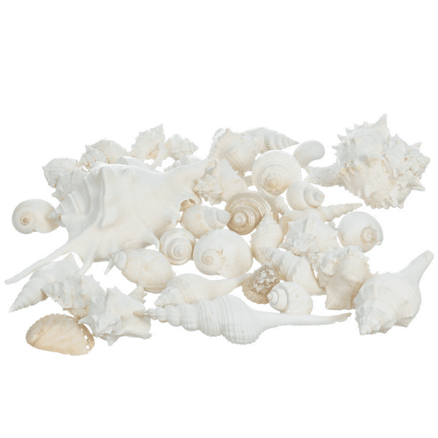 White Decorative Sea Shell Mix | 1 Pound of Shell for Decoration ...