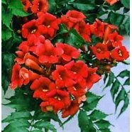 Rare Rose Seeds True Blood Rose Bush 20 Seeds - Walmart.com