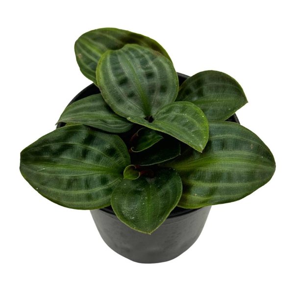 Seersucker Plant, In a 4 Inch Pot, Geogenanthus poeppigii, Striped and ...